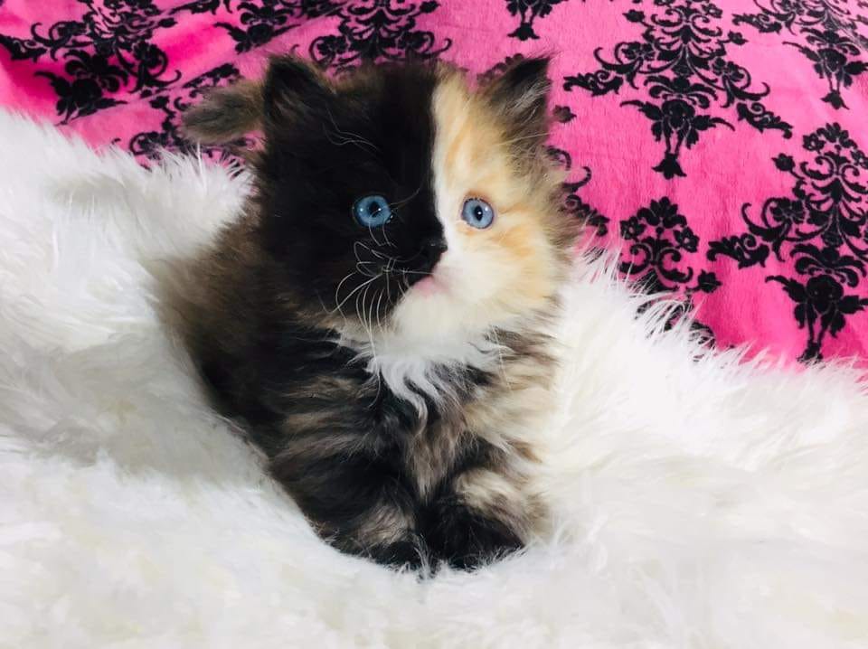 *Chinese Tank Cat – Rare and Exotic Feline Registry