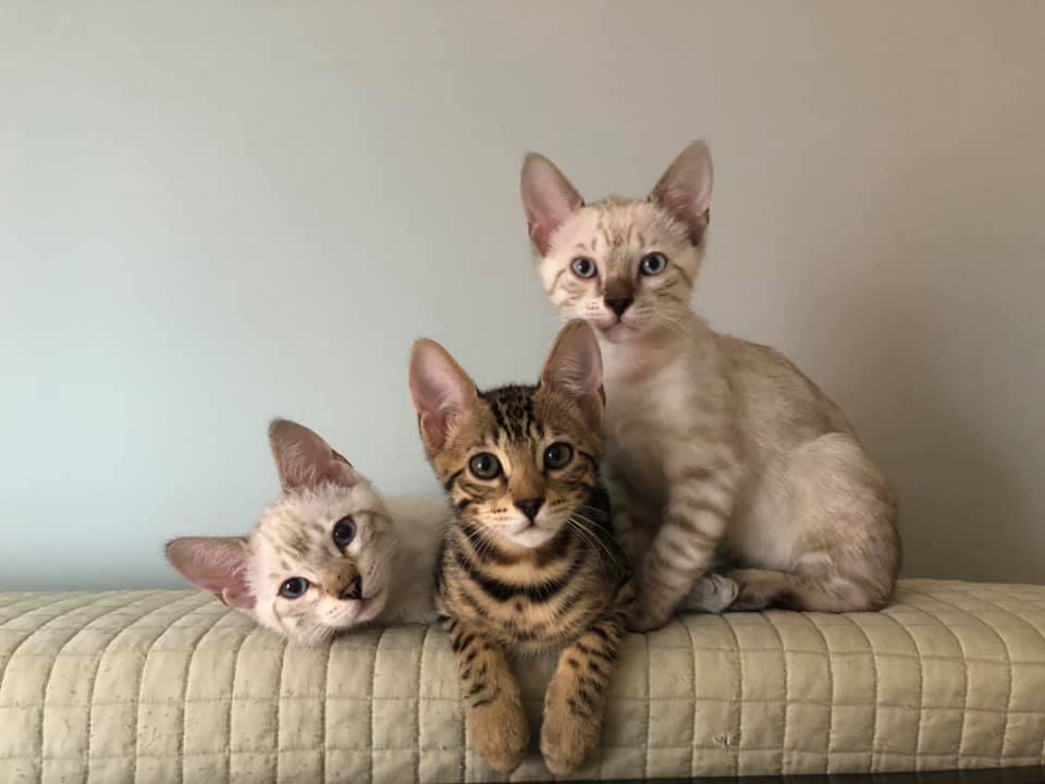 Cattery Registration – Rare and Exotic Feline Registry