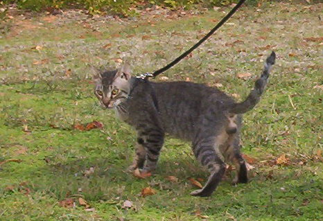 *Bramble – Rare and Exotic Feline Registry