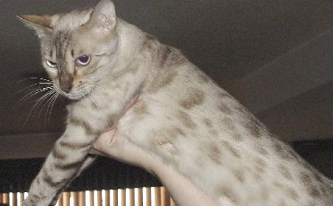 *Mojave Spotted Cat – Rare and Exotic Feline Registry