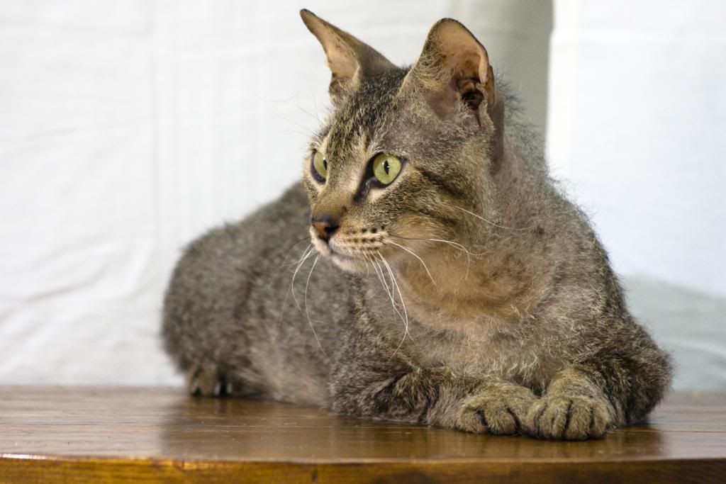 *Bramble – Rare and Exotic Feline Registry