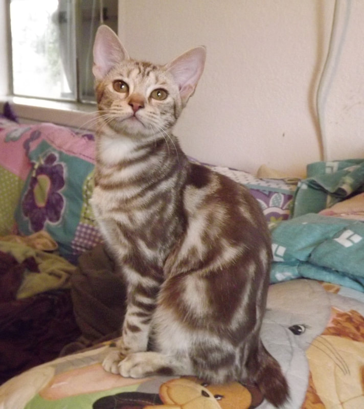 *Desert Lynx – Rare and Exotic Feline Registry