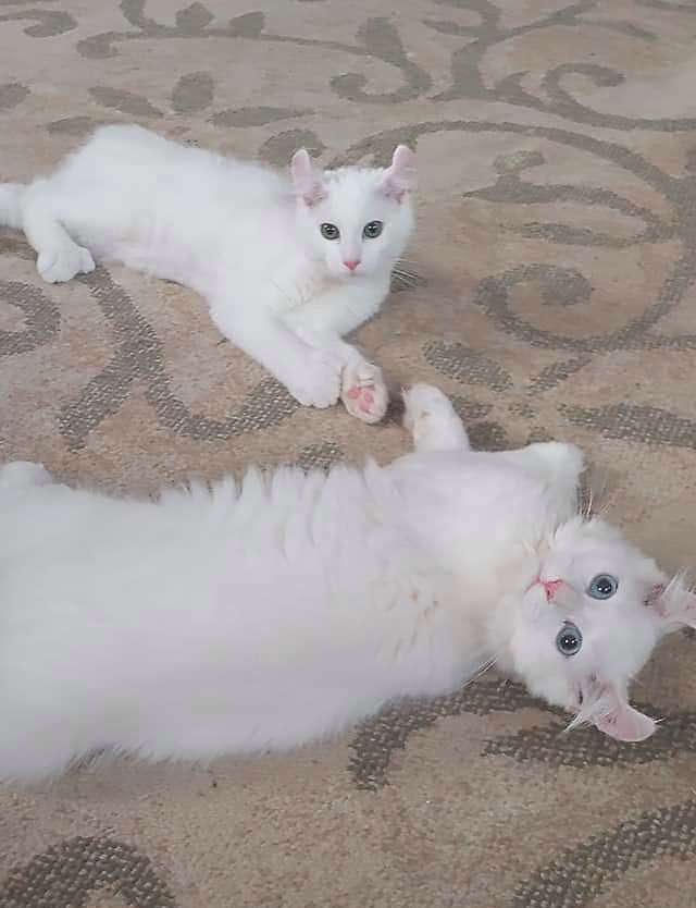 *Alpine Lynx – Rare and Exotic Feline Registry