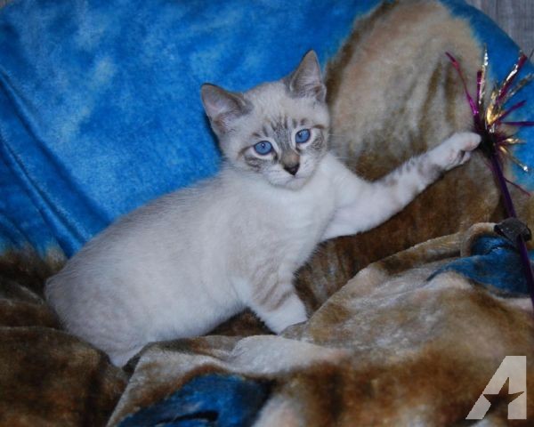 *Snow-Bob – Rare and Exotic Feline Registry