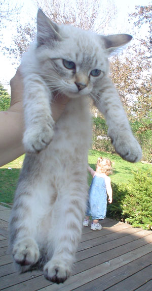 *Snow-Bob – Rare and Exotic Feline Registry